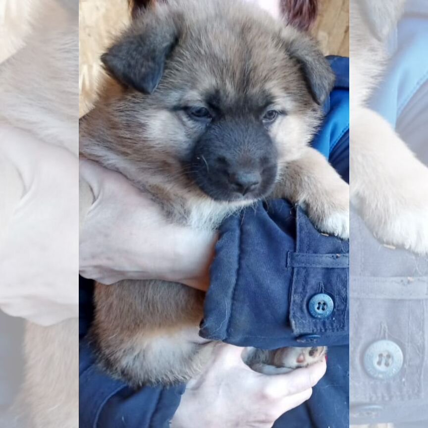 Щенок в добрые руки