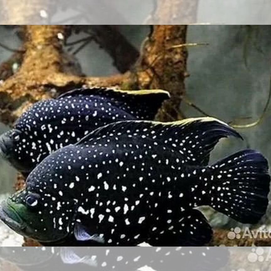 Акврюмные рыбки, цихлиды