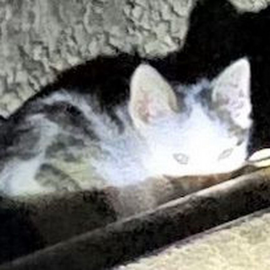 Пристраивается котенок