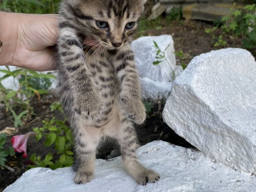 Мега ласковый котенок