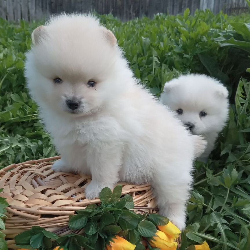 Немецкий шпиц, щенок