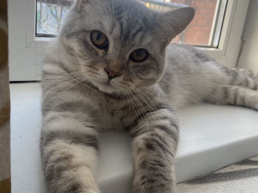 Котенок в добрые руки смешаный шотландец