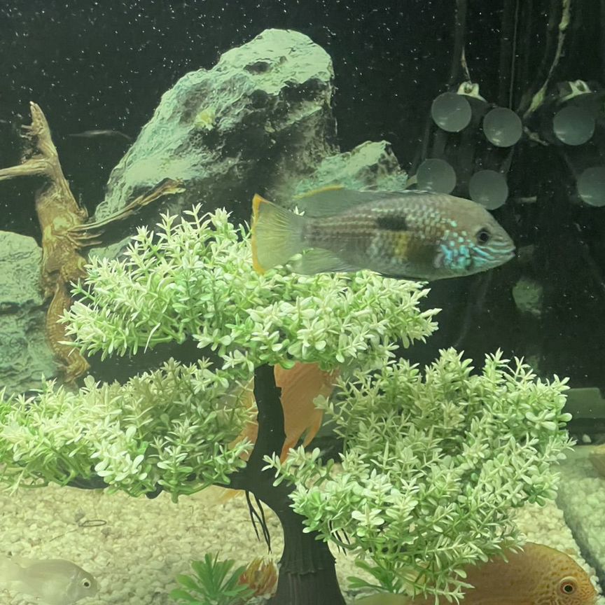 Аквариумные рыбы цихлиды