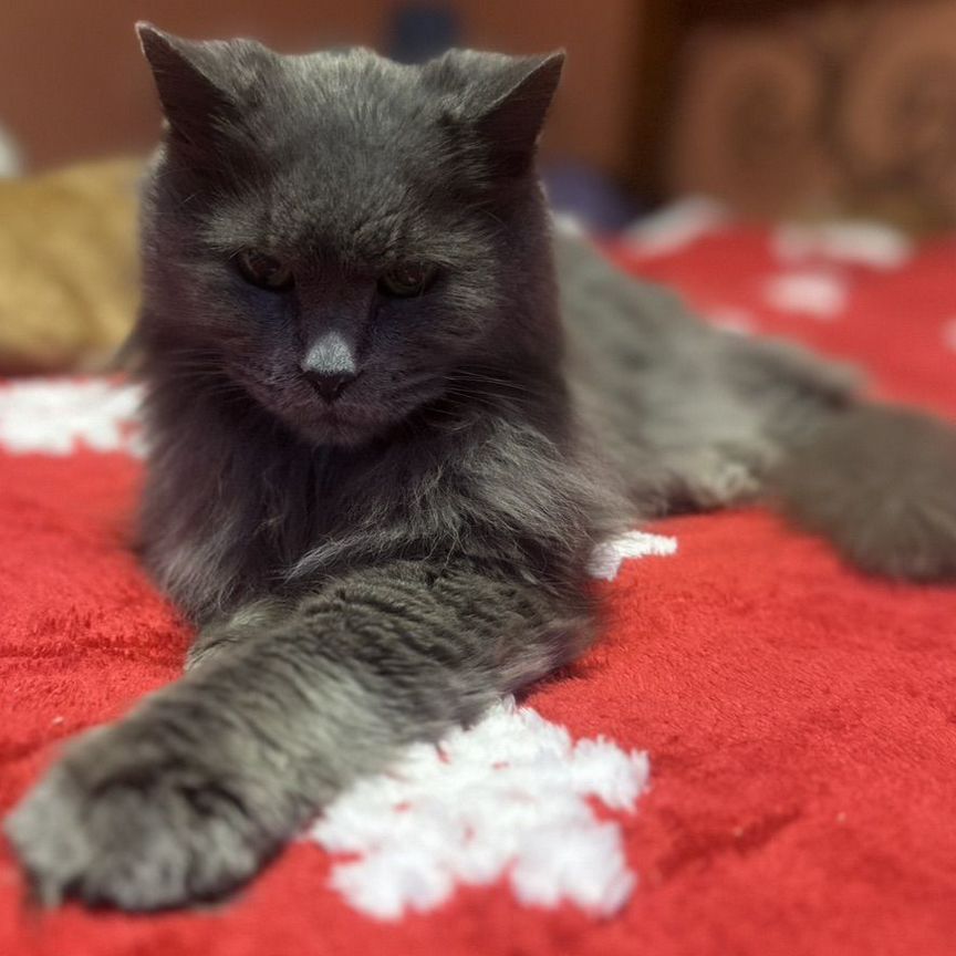 Нибелунг, взрослая кошка