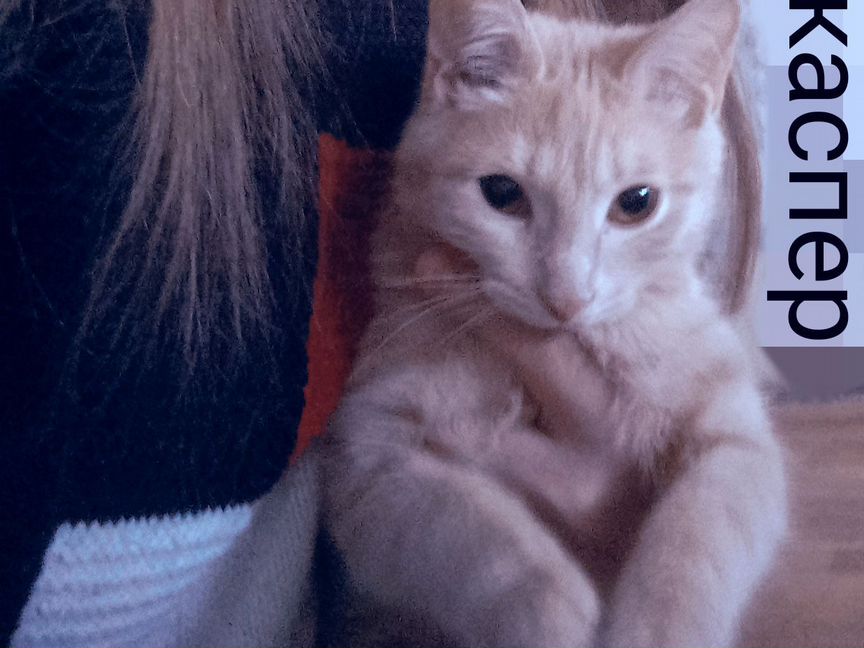 Котята в добрые руки