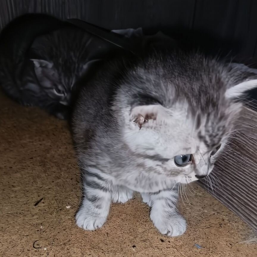 Шатланские котята