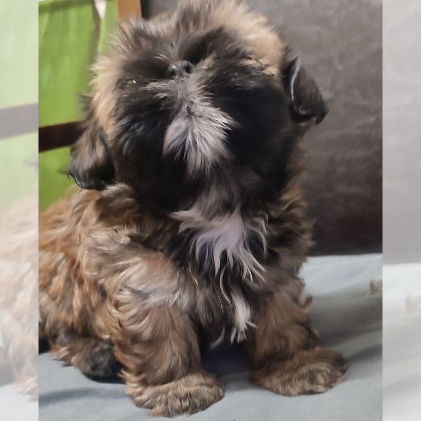 Ши-тцу, щенок