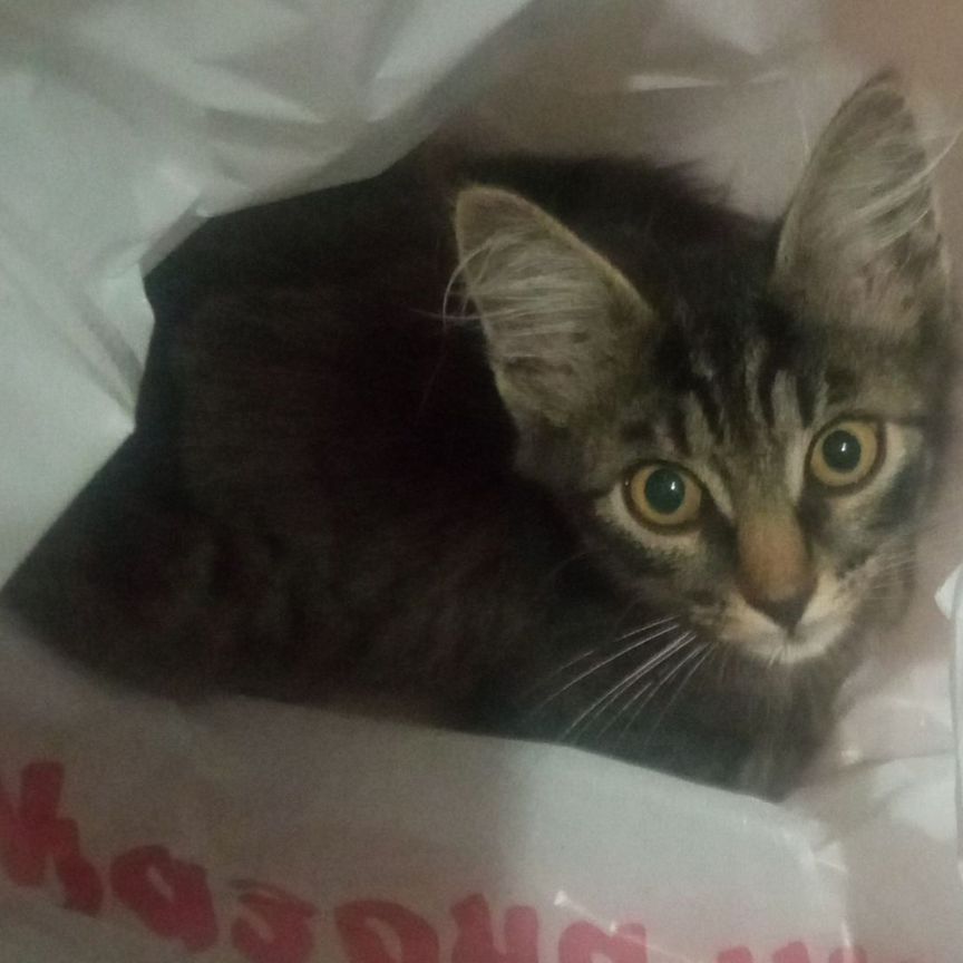 Котик бесплатно в добрые руки