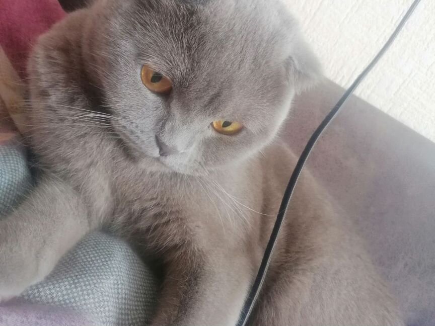 Шотландская вислоухая кошка бесплатно