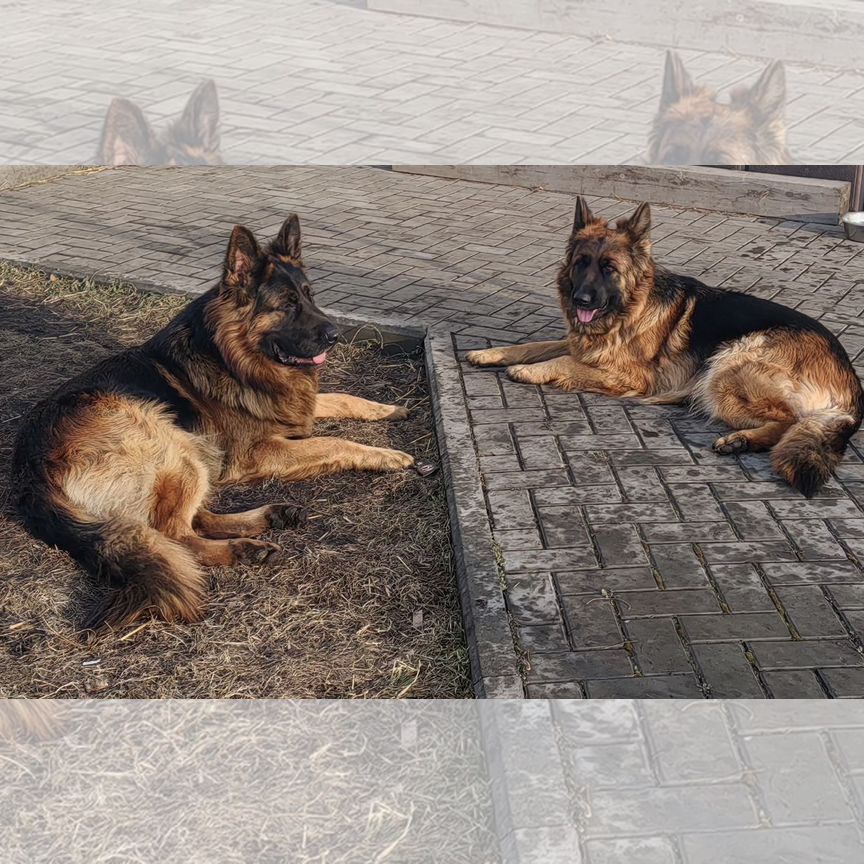 Немецкая овчарка, щенок