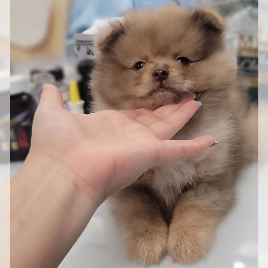 Померанский шпиц, щенок