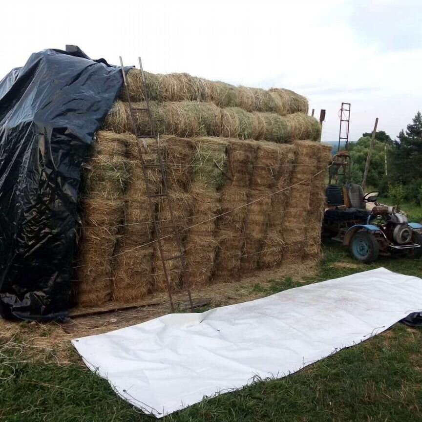 Сено 2024 года