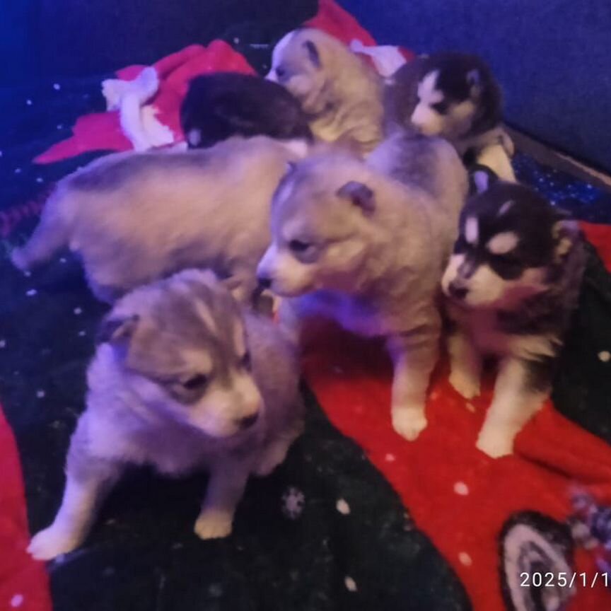 Щенки хаски