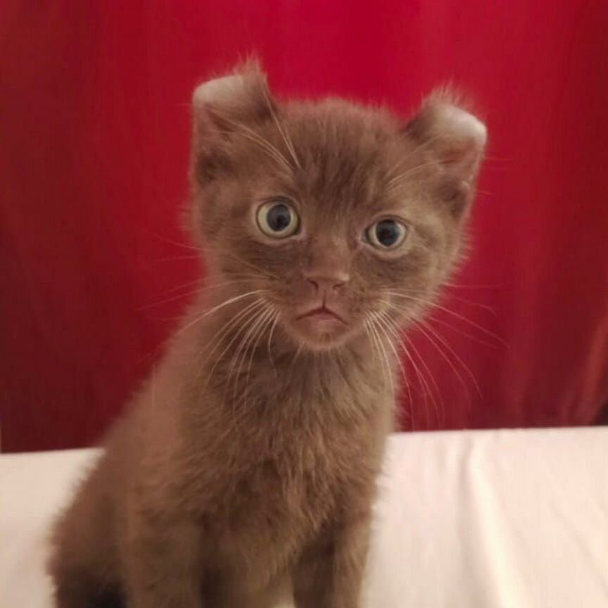 Американский керл котёнок