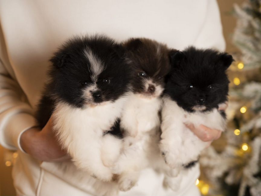 Шпицы патиколор