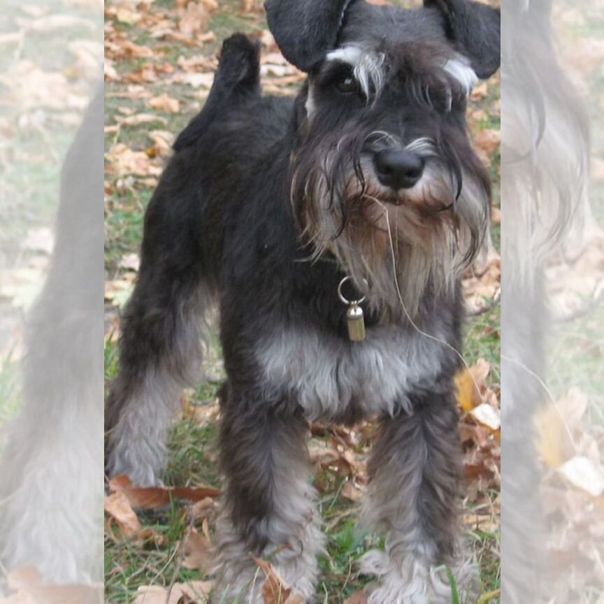 Девочка с большой любовью