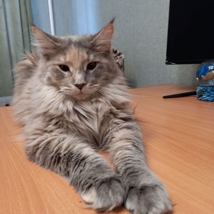 Продажа кошек