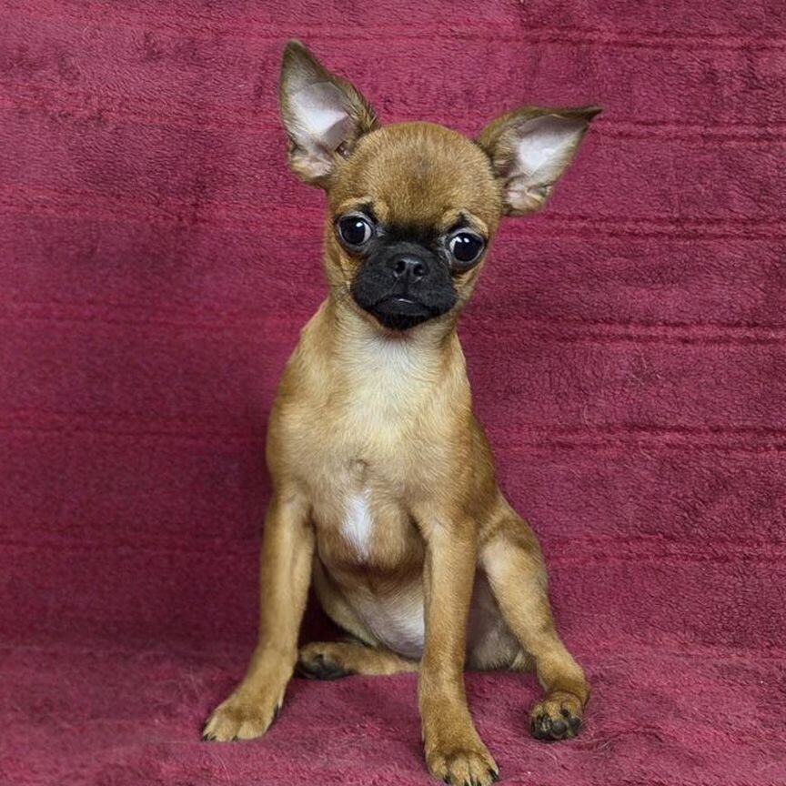 Чихуахуа, щенок