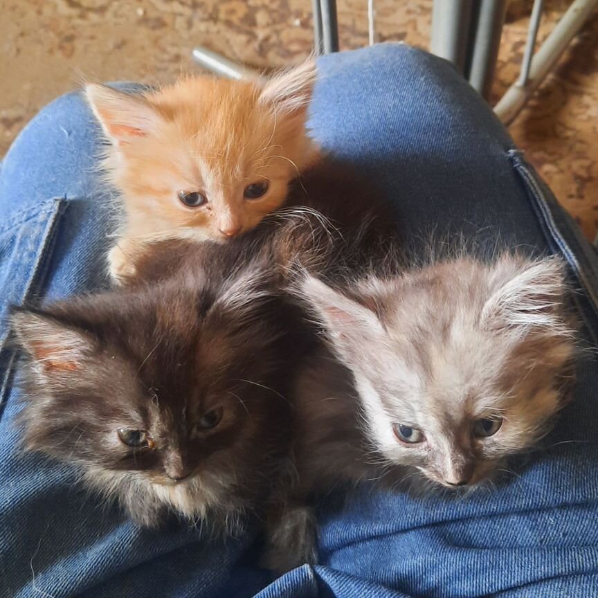 Кошки в добрые руки бесплатно