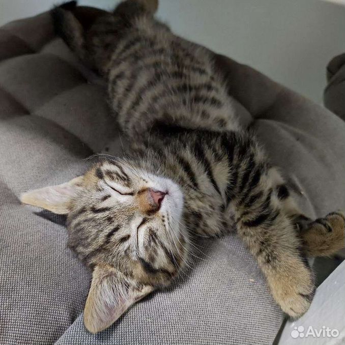 Кошечка 1,5месяца