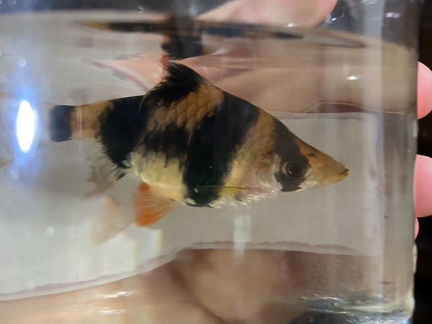 Рыбка барбус