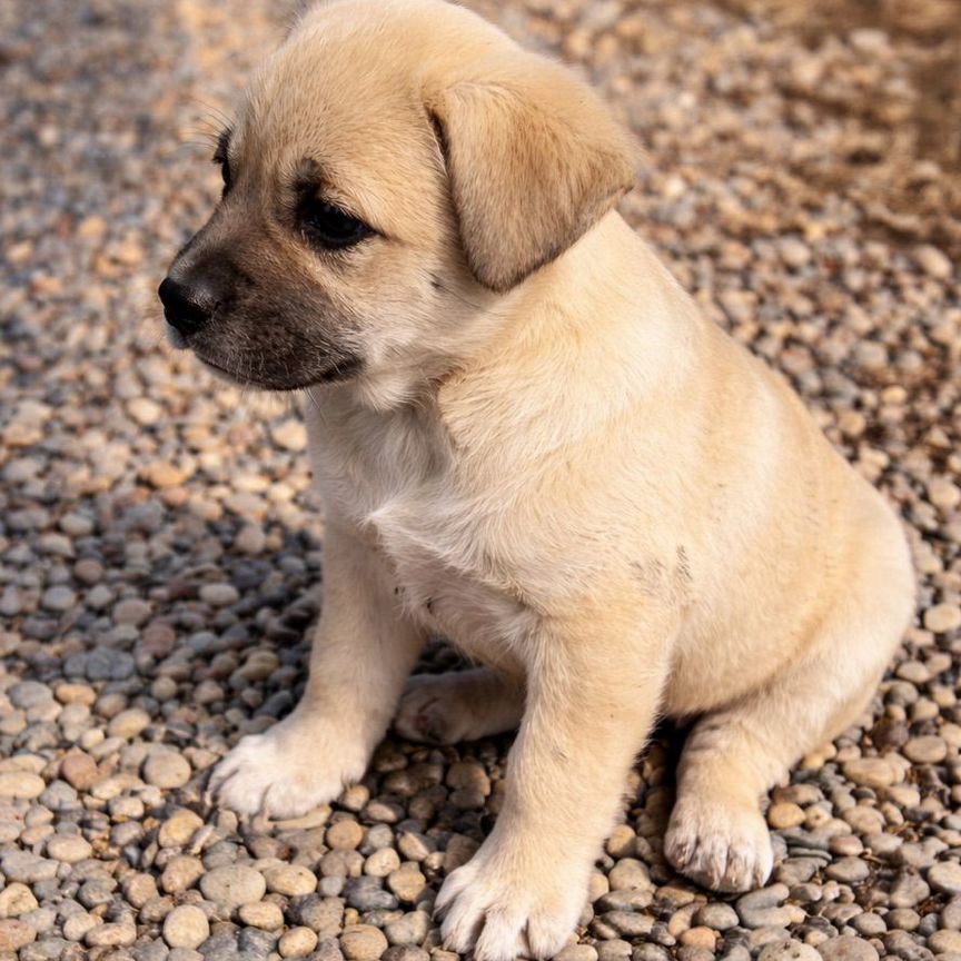 Щенок в добрые руки