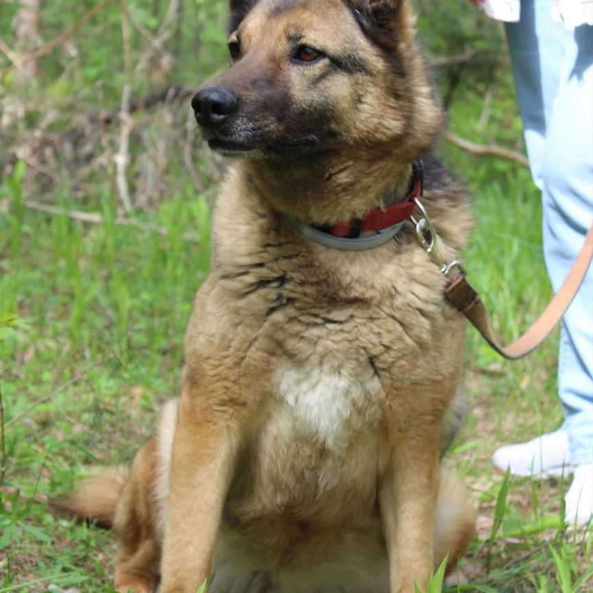 Овчарка метис Альма в приюте