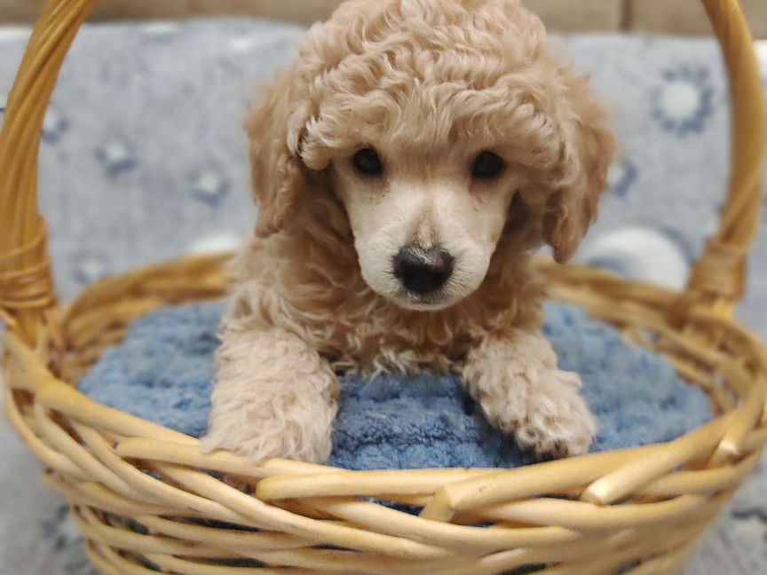 Щенки той и миниатюрного пулеля