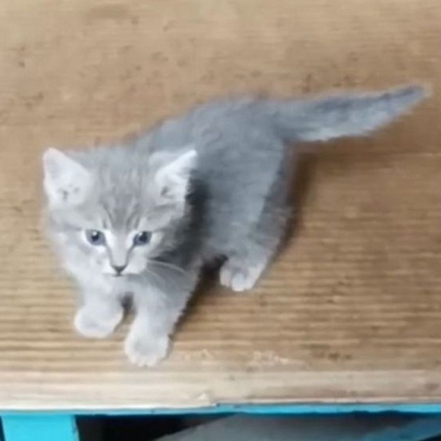 Котята