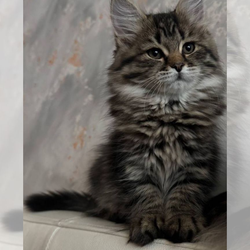 Сибирский котёнок кольцехвостик