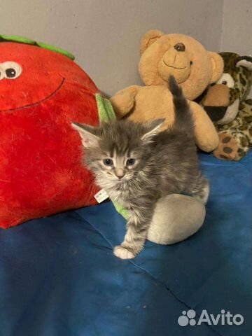 Котята ищут дом