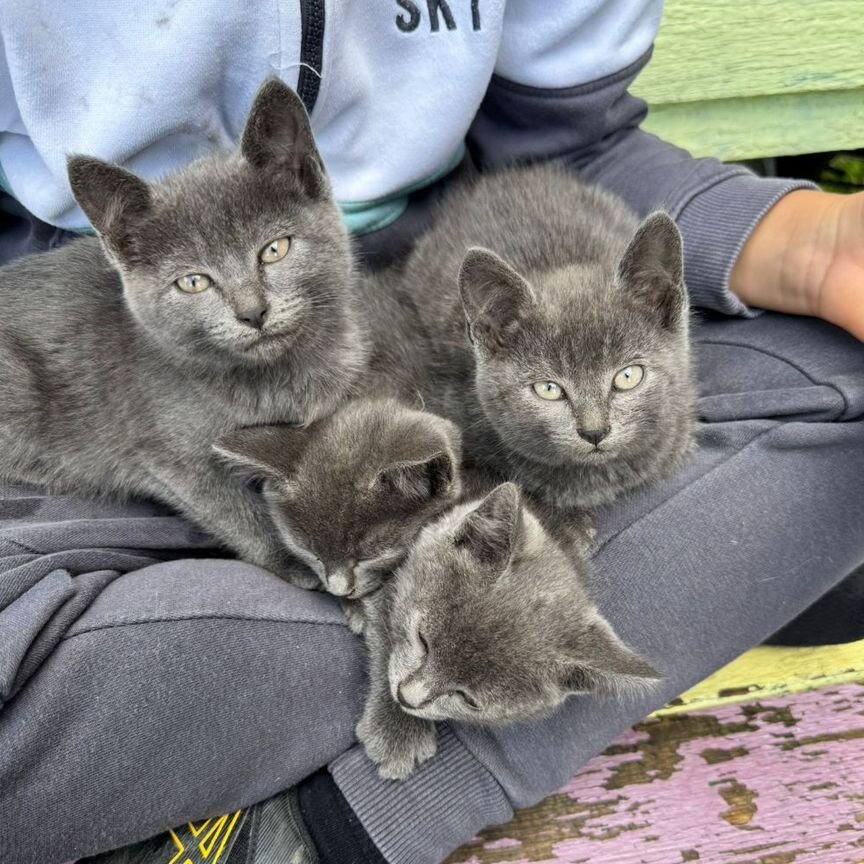Котята в добрые руки бесплатно