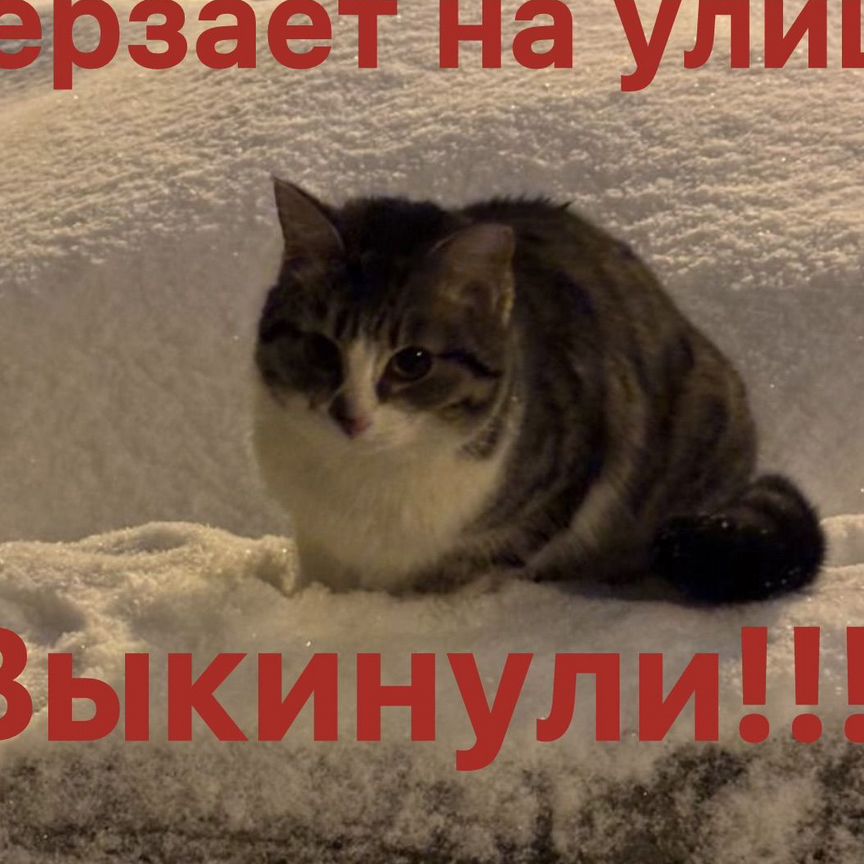 Взрослая, кошка в добрые руки