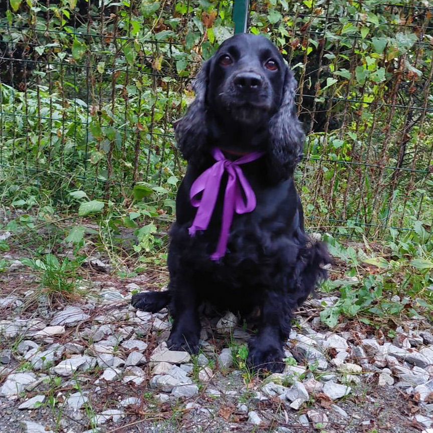 Собака в добрые руки