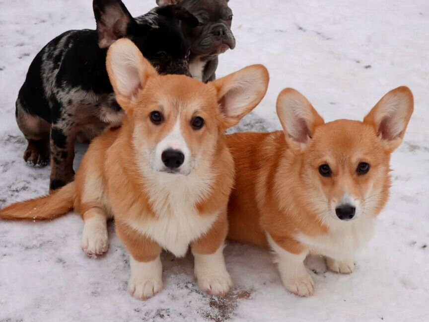 Вельш-корги пемброк 17.07