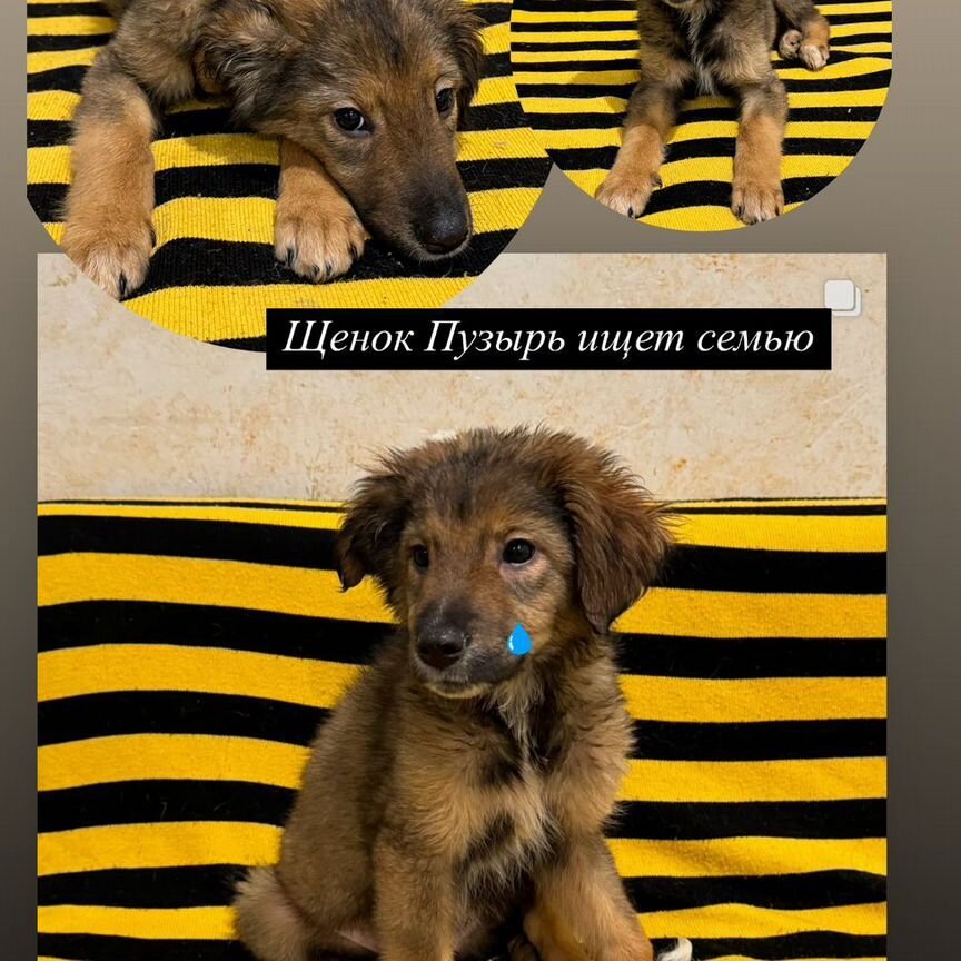 Красивый щенок в добрые руки
