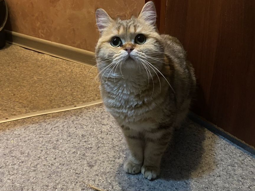 Кошка британская шиншилла