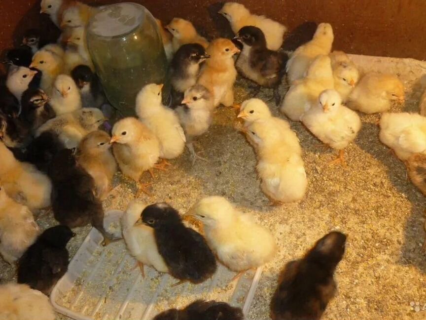 Цыплята домашних кур