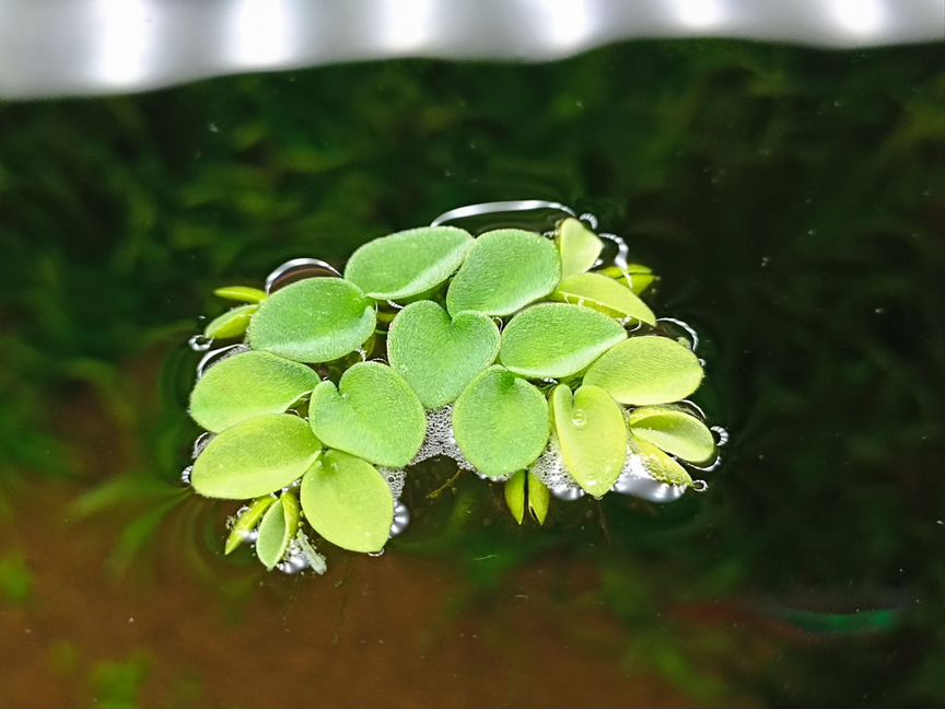 Сальвиния ушастая