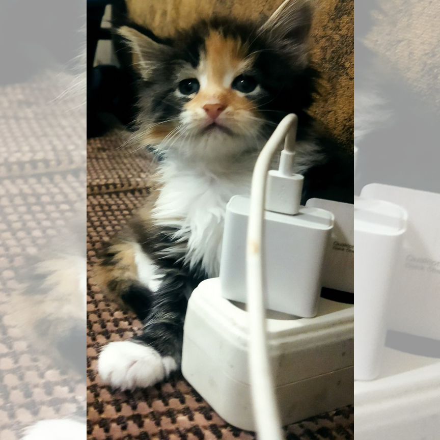 Котята мейн-кун