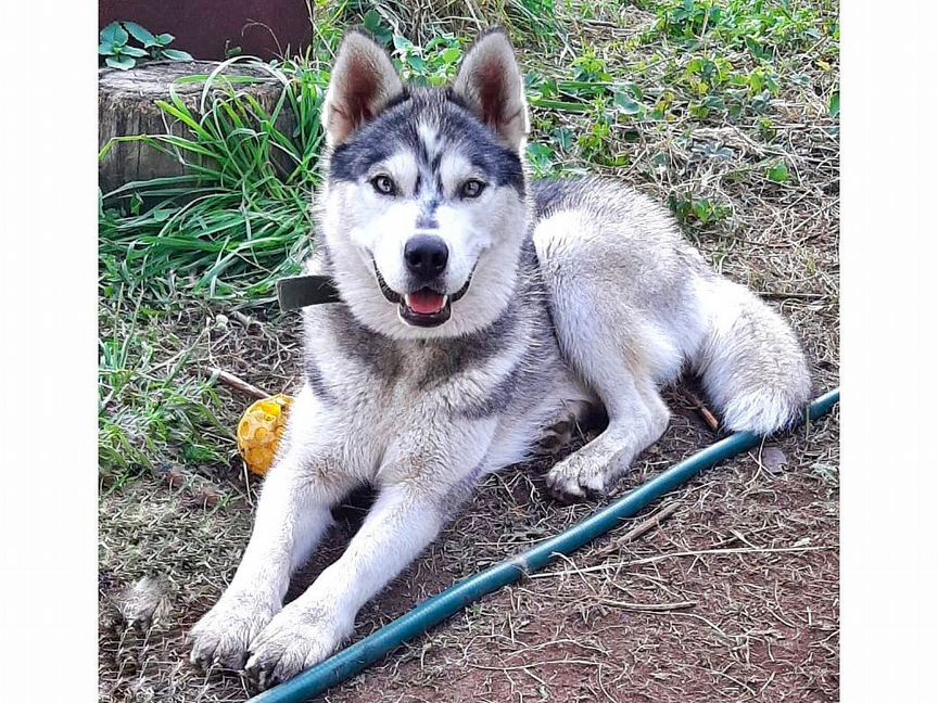 Хаски из Якутска в добрые руки собака