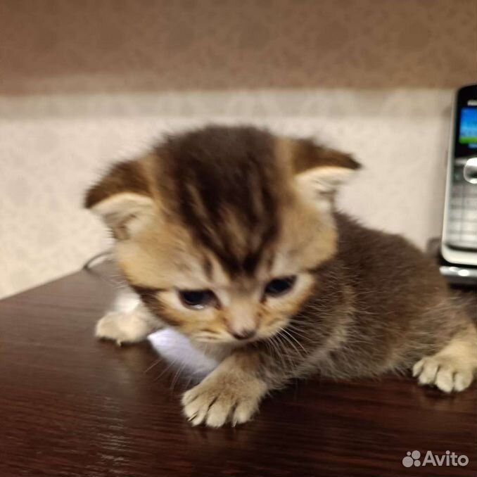 Шотланские котята