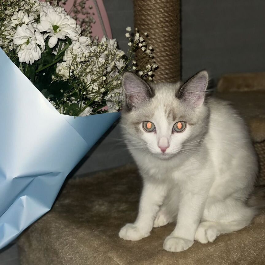 Отдам котенка 5 месяцев в добрые руки