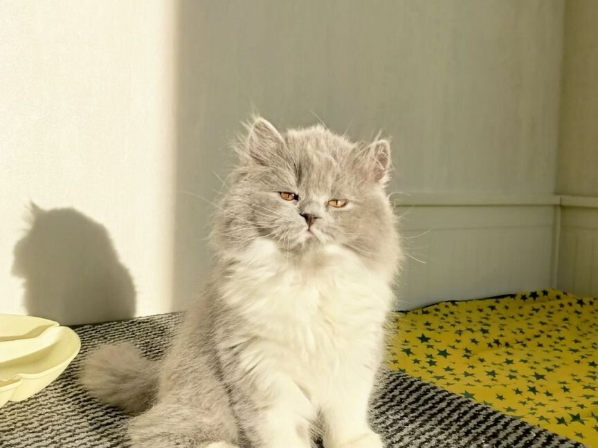 Британские кошки