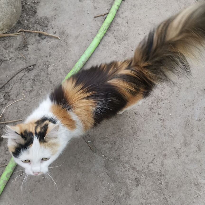 Кошка в добрые руки