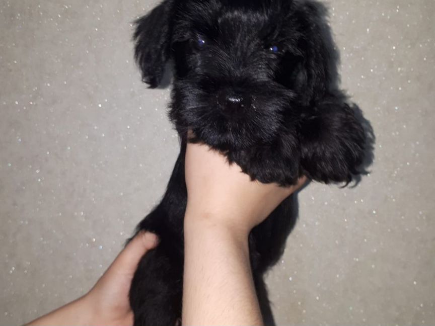 Собака