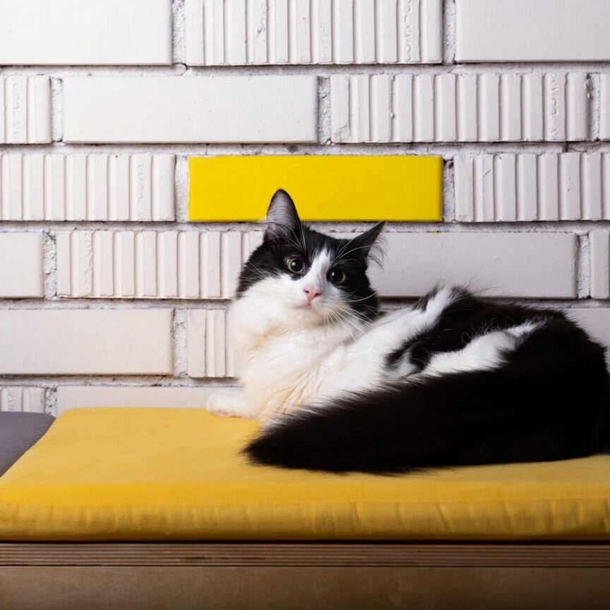 Пушистый котик Крендель в добрые руки