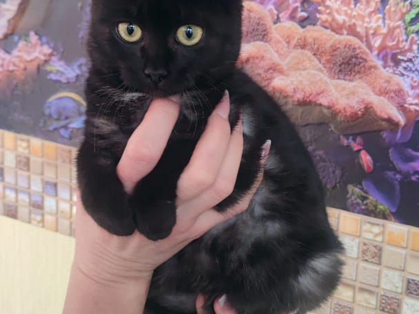 Кошка