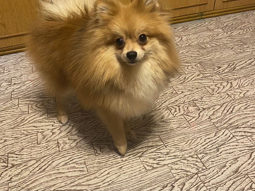 Померанский шпиц