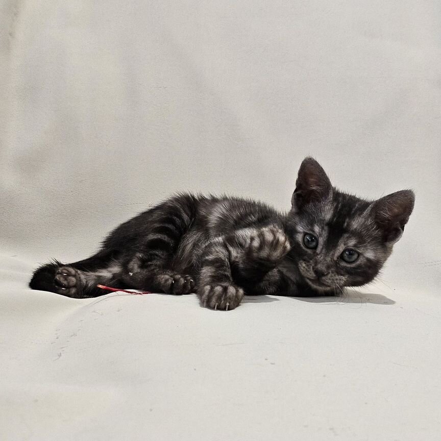 Бенгальская Серебро Дым (меланистик)